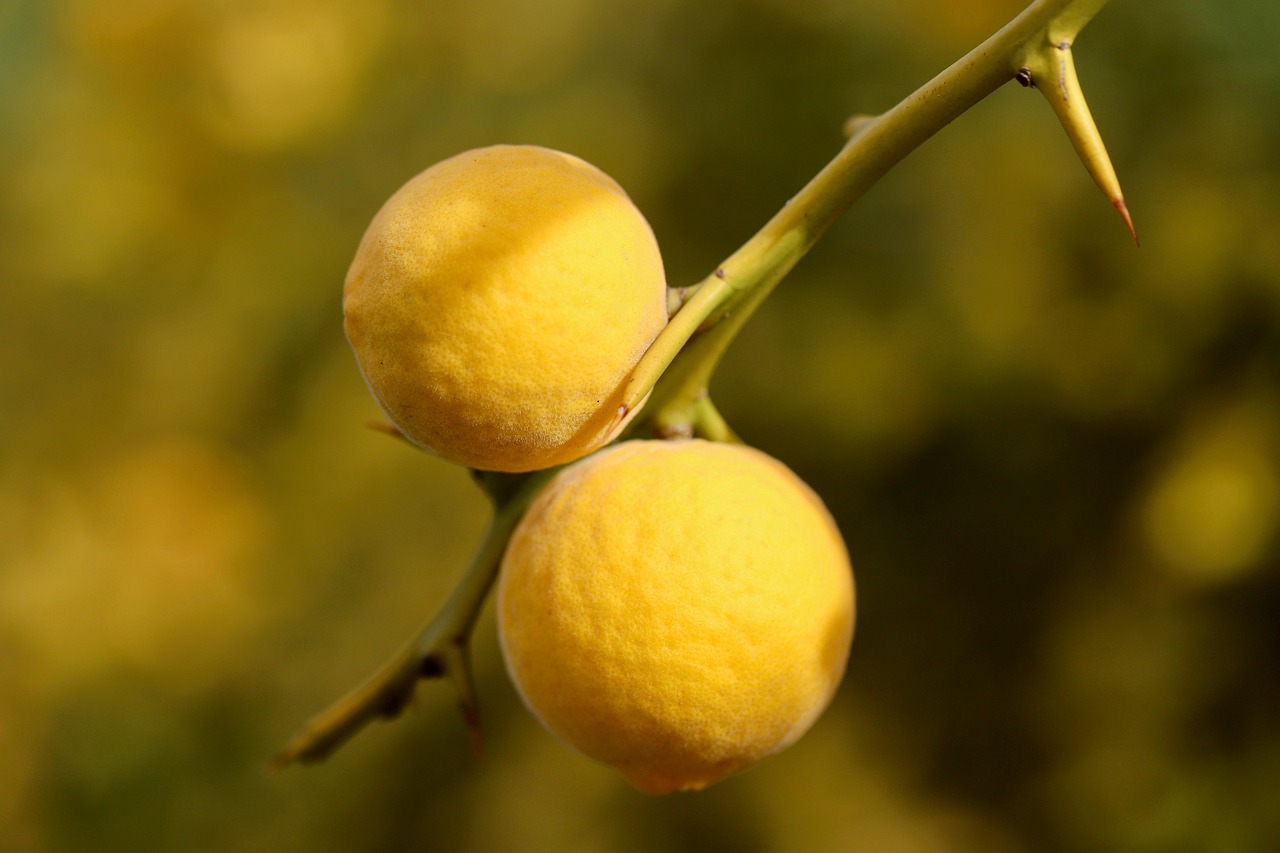 Trifoliate Orange Bitter Lemon - Free photo on Pixabay