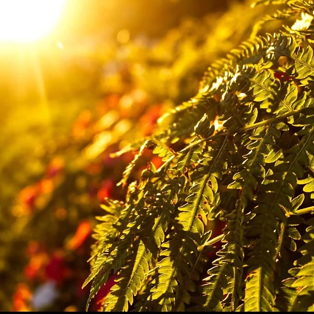 Buisson Plantes Arbuste - Photo gratuite sur Pixabay - Pixabay