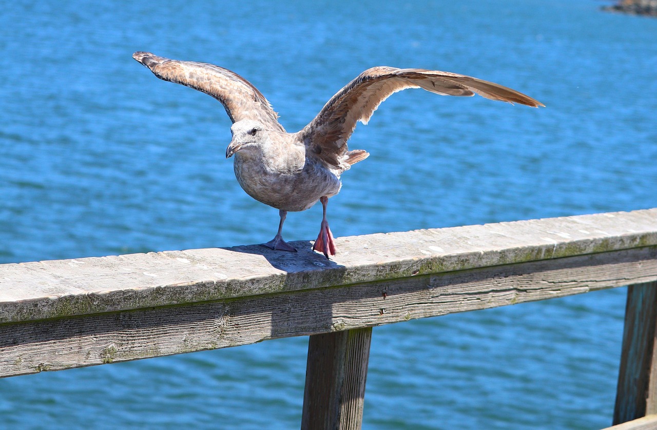 Pacific Gull Seagull Bird - Free photo on Pixabay