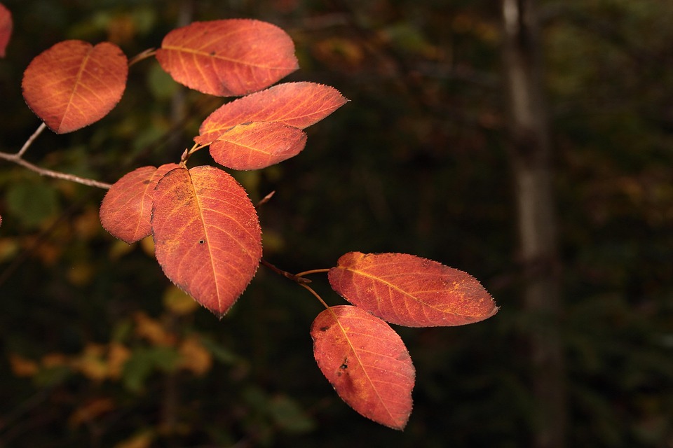 Autumn Leaves Colors - Free photo on Pixabay