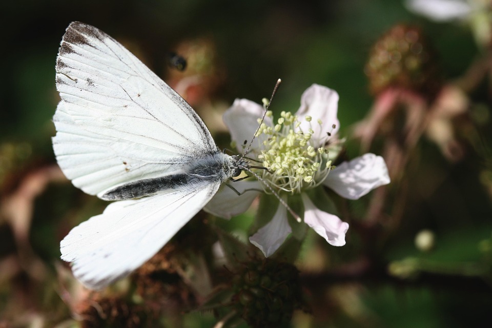 La Farfalla Insetto Fiore Di - Foto gratis su Pixabay