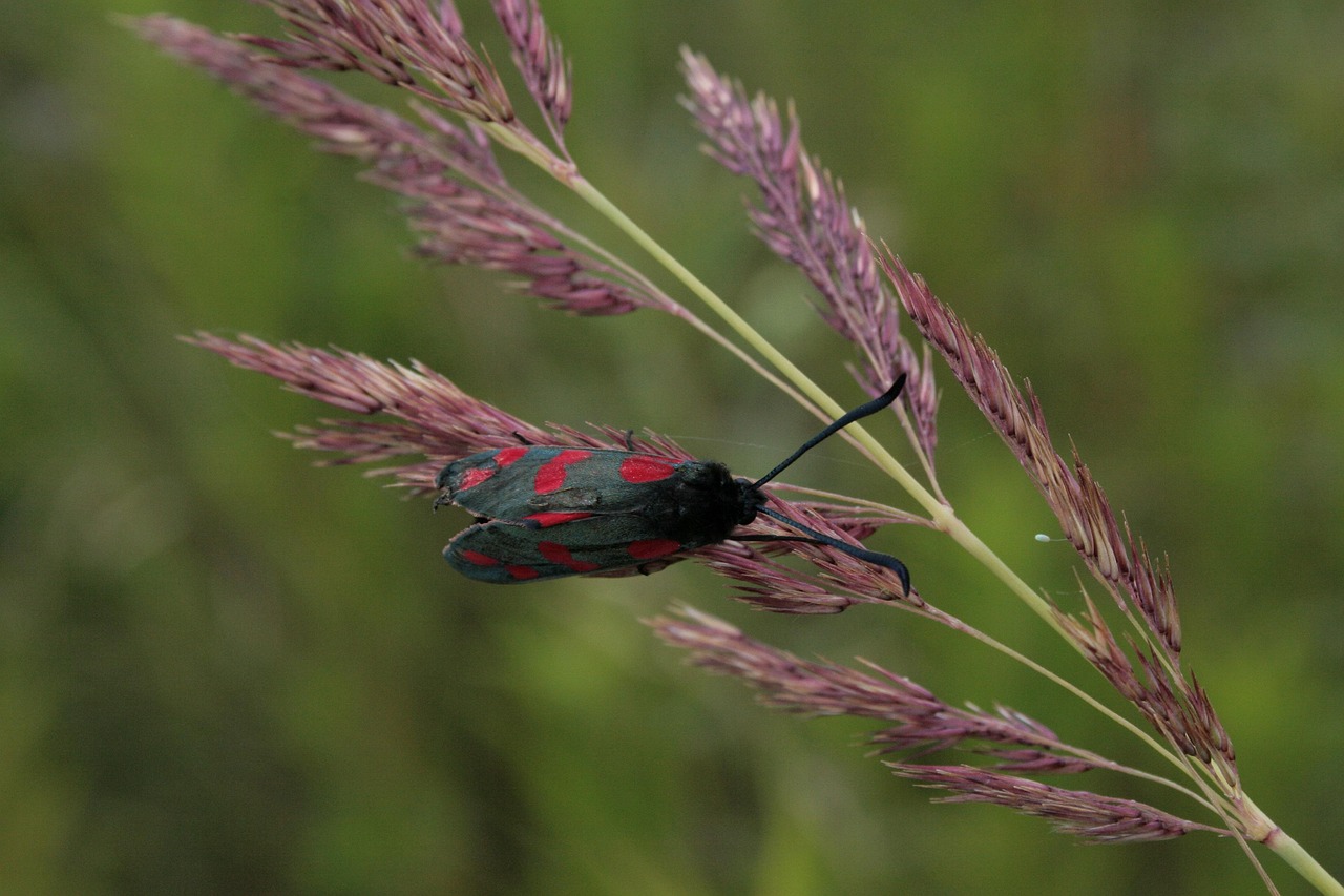 Blood Burnet Butterflies - Free photo on Pixabay - Pixabay