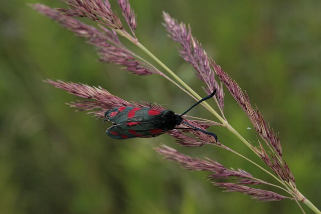 Blood Burnet Butterflies - Free photo on Pixabay - Pixabay