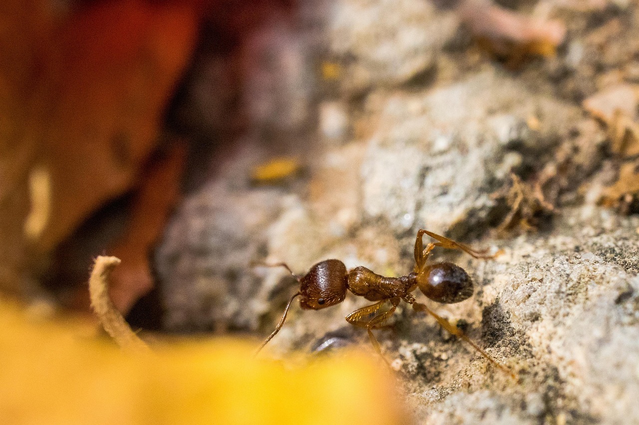 Fourmi Insecte Scarabée - Photo gratuite sur Pixabay - Pixabay