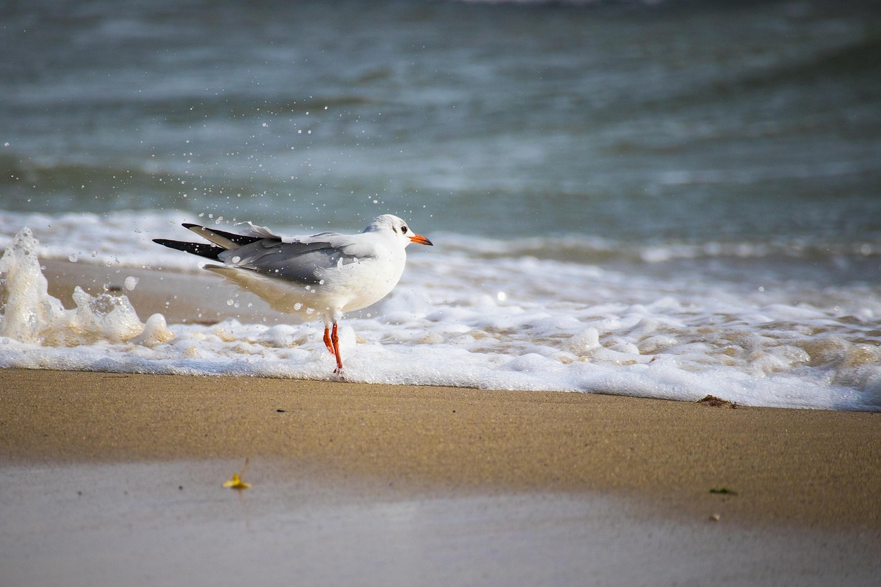 Gaviota Pájaro Playa - Foto gratis en Pixabay - Pixabay