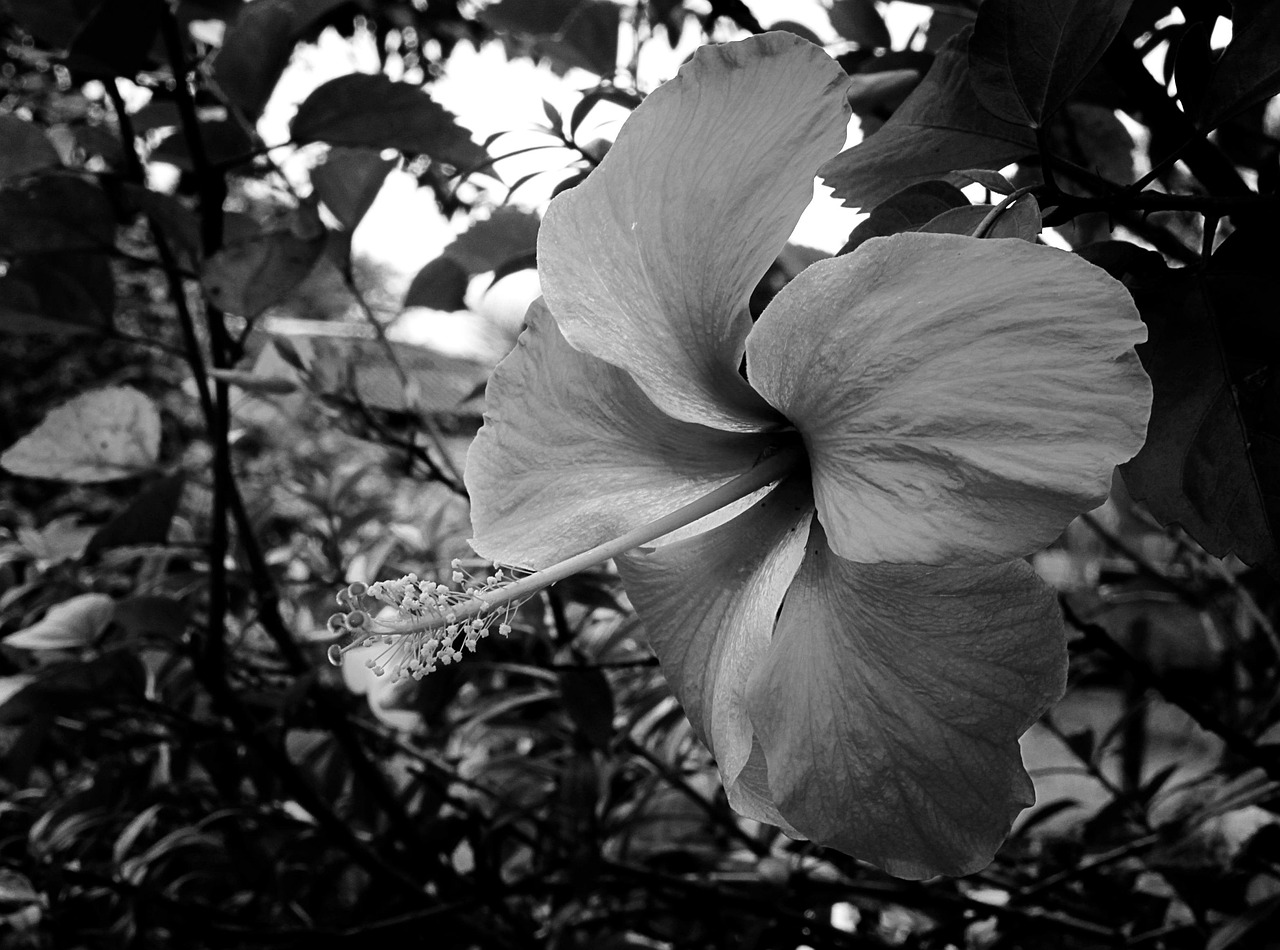 Blumen Natur Schwarz-Weiss - Kostenloses Foto auf Pixabay - Pixabay