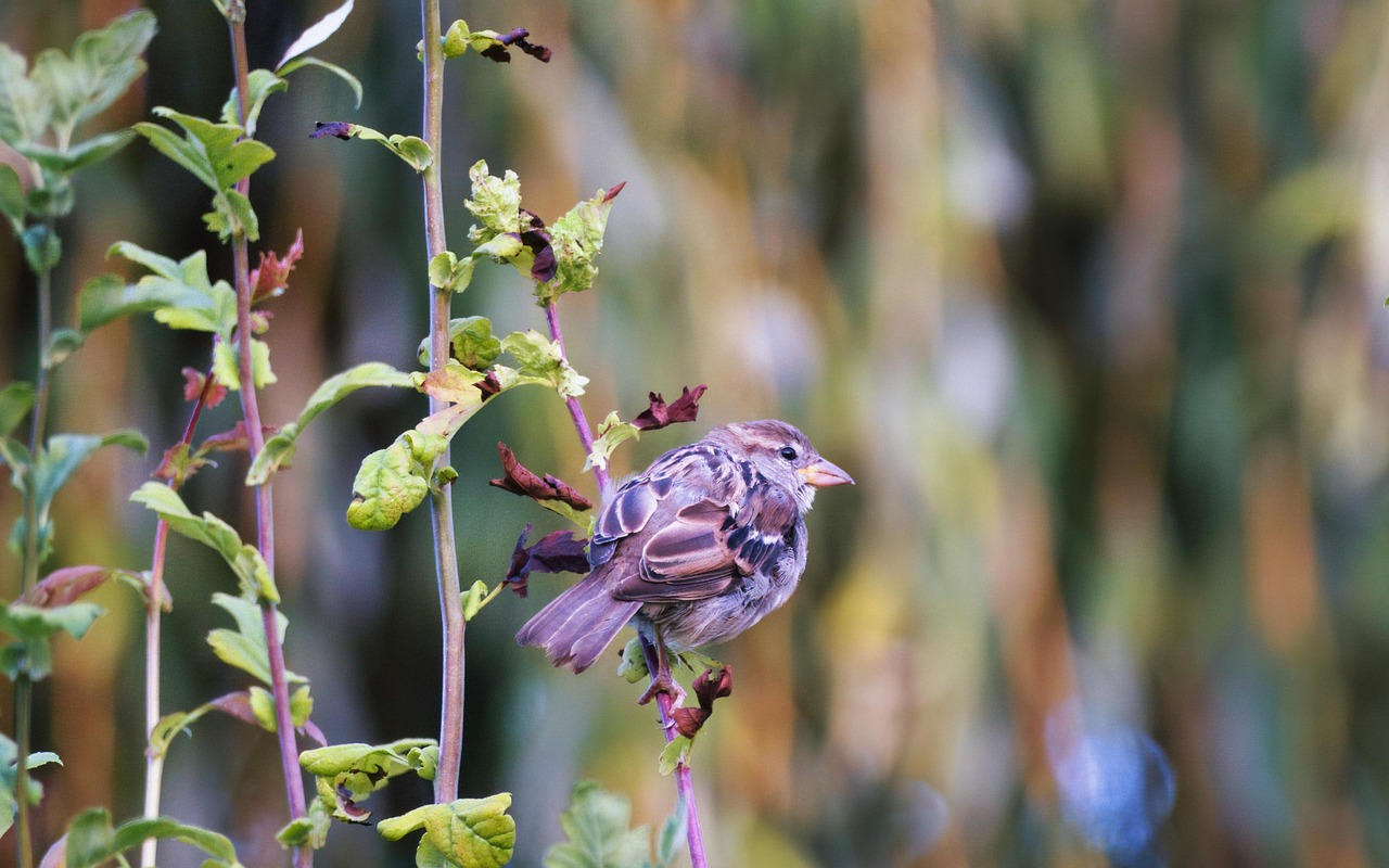 Sparrow Bird Nature - Free photo on Pixabay - Pixabay