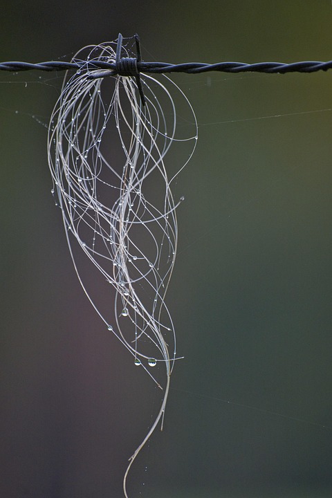 Fur Hair Barbed Wire - Free photo on Pixabay - Pixabay