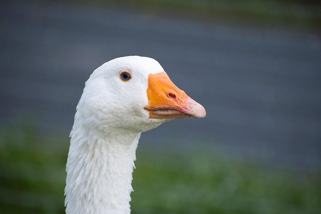 Gans Vogel Wasservogel - Kostenloses Foto auf Pixabay