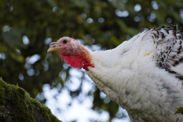 Turkey Poultry Plumage - Free photo on Pixabay