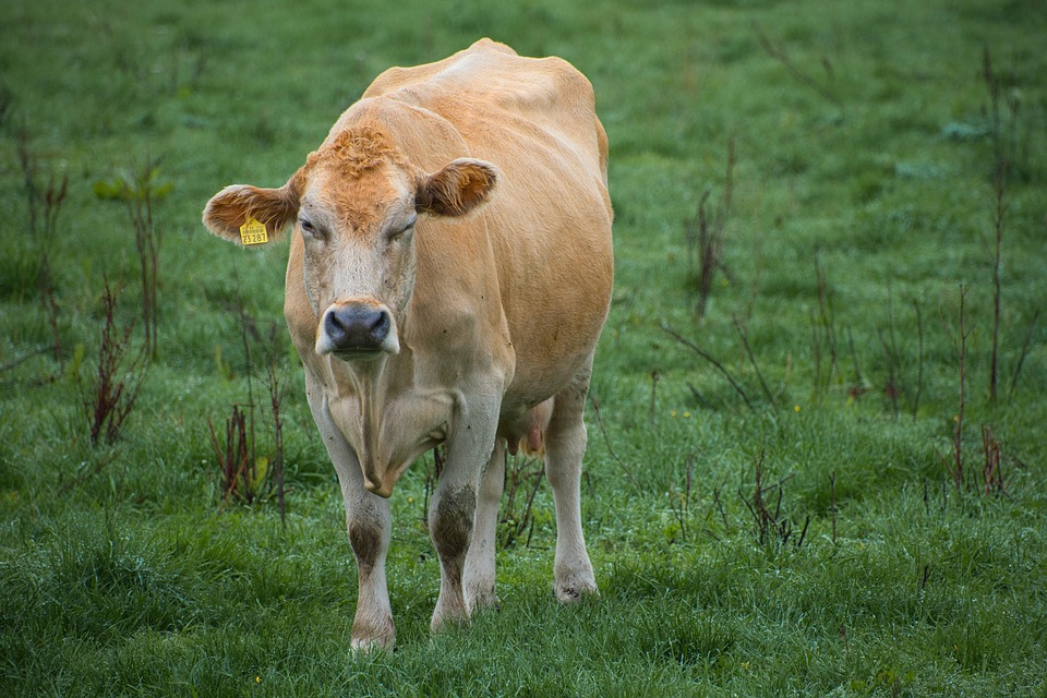 Cow Agriculture Cattle Farm - Free photo on Pixabay