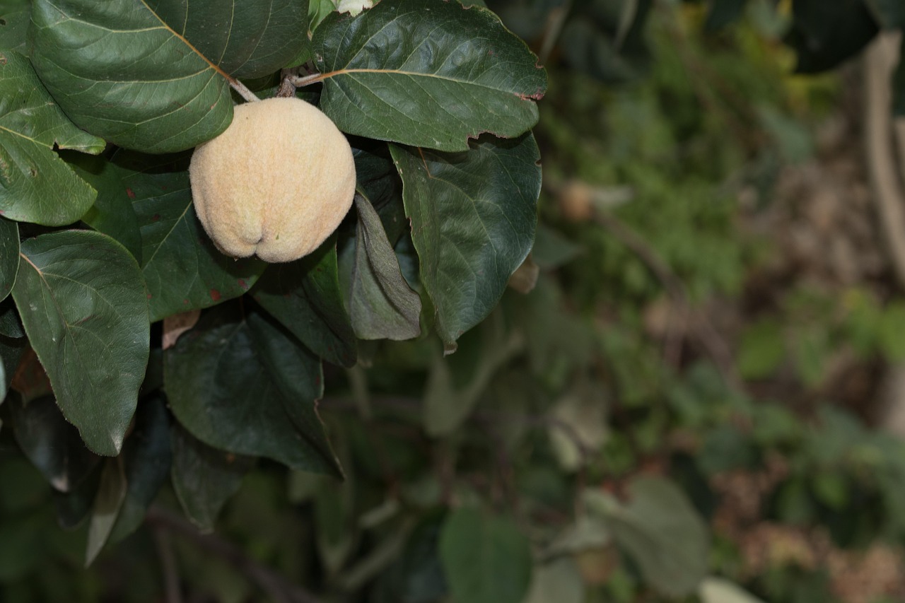 Quince Fruit Tree - Free photo on Pixabay - Pixabay