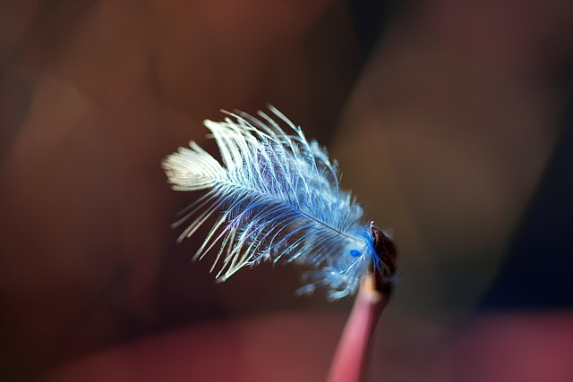 La Plume D'Oiseau Nature - Photo gratuite sur Pixabay - Pixabay