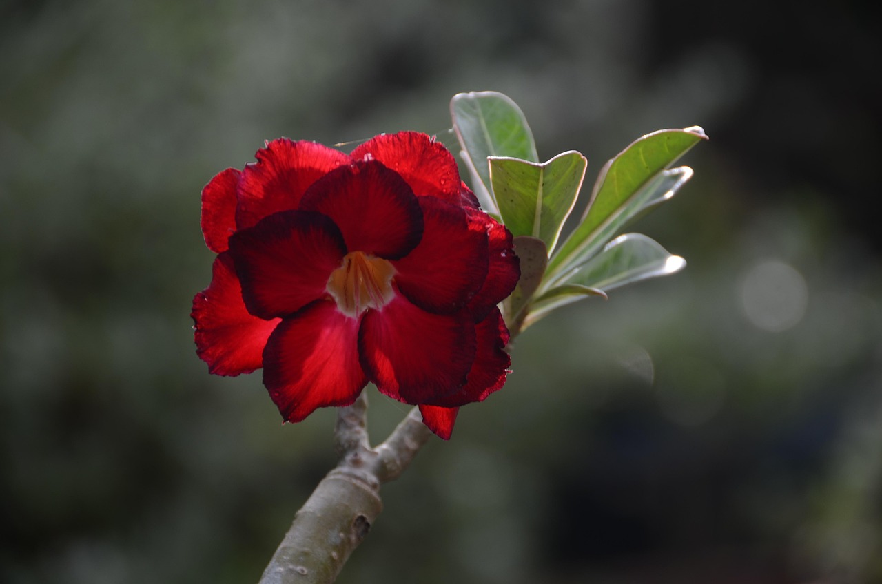 Flor Vermelha Bloom - Foto gratuita no Pixabay - Pixabay