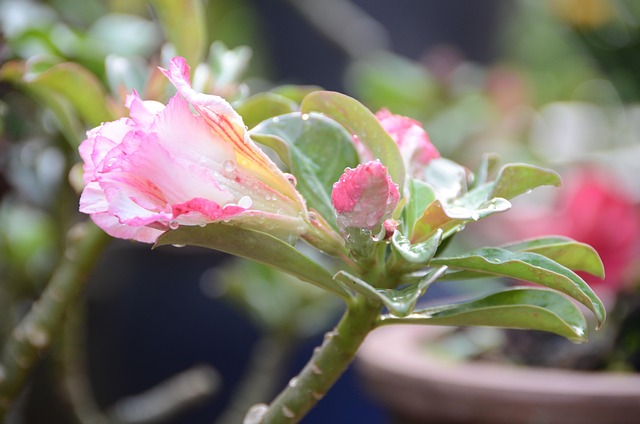 Morning Dew Flowers Pink - Free photo on Pixabay - Pixabay