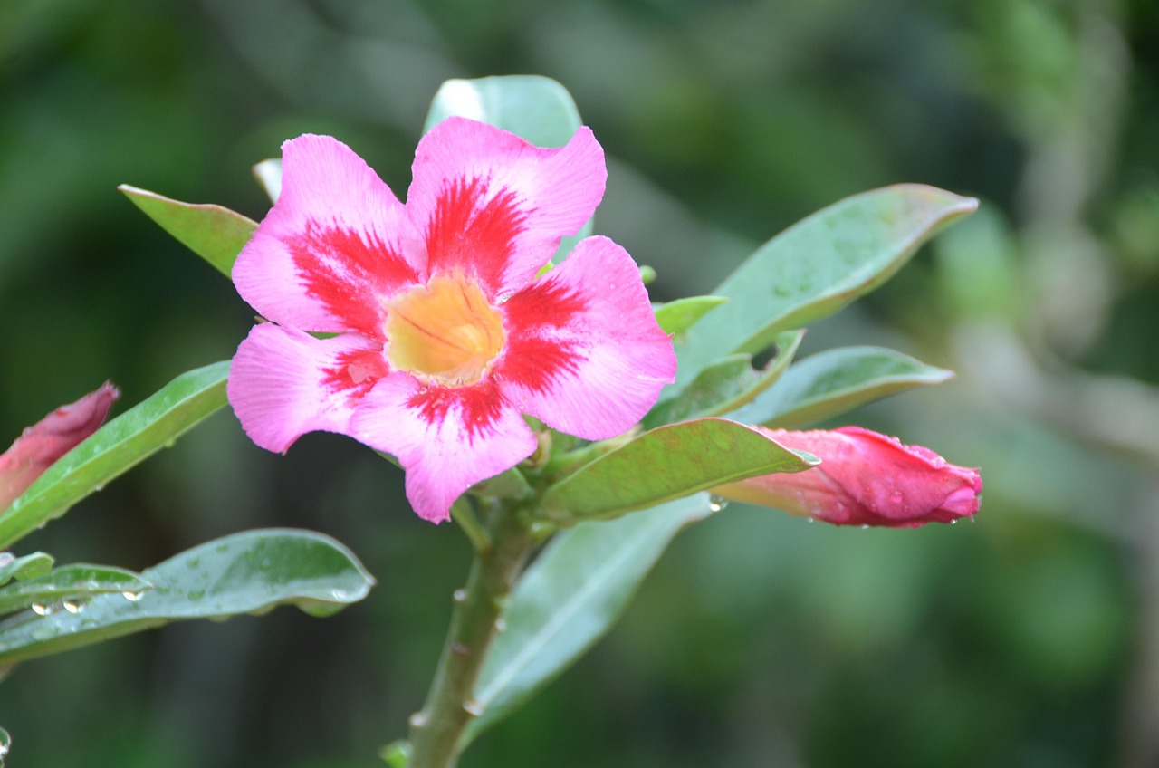 Fleur Rose Fleurs - Photo gratuite sur Pixabay - Pixabay