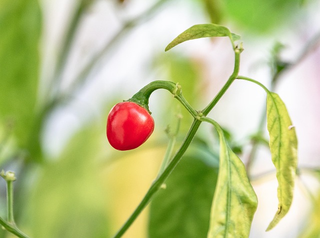 Piment Rouge Plantes Paprika - Photo gratuite sur Pixabay