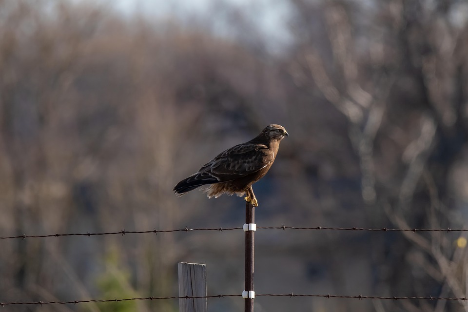 Bird Hawk Predator - Free photo on Pixabay - Pixabay