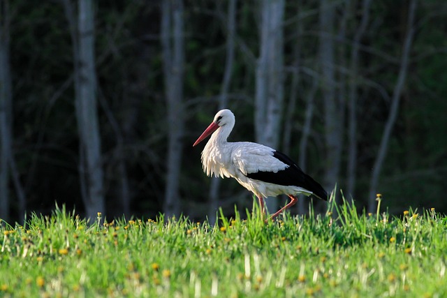 White Stork Bird Nature - Free photo on Pixabay - Pixabay