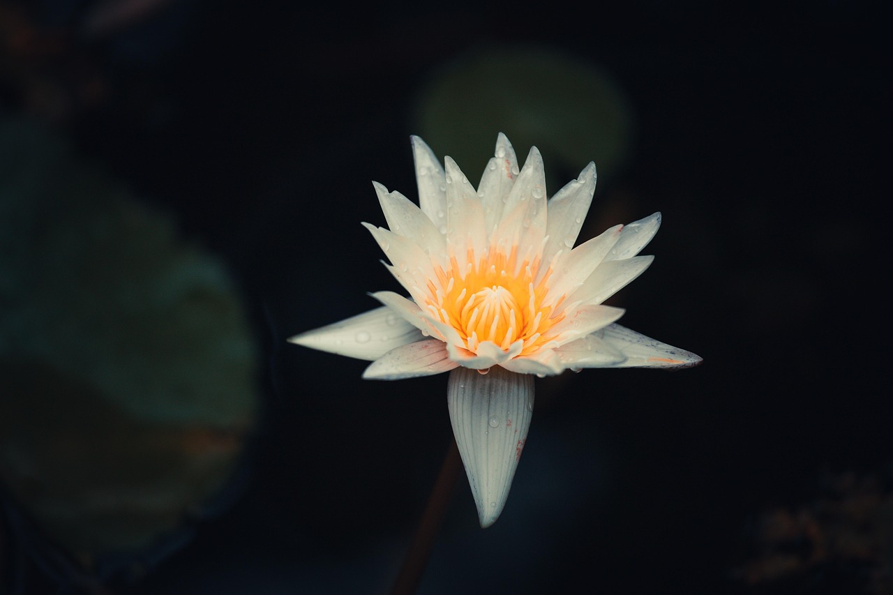 Teratai Bunga Tanaman - Foto gratis di Pixabay - Pixabay