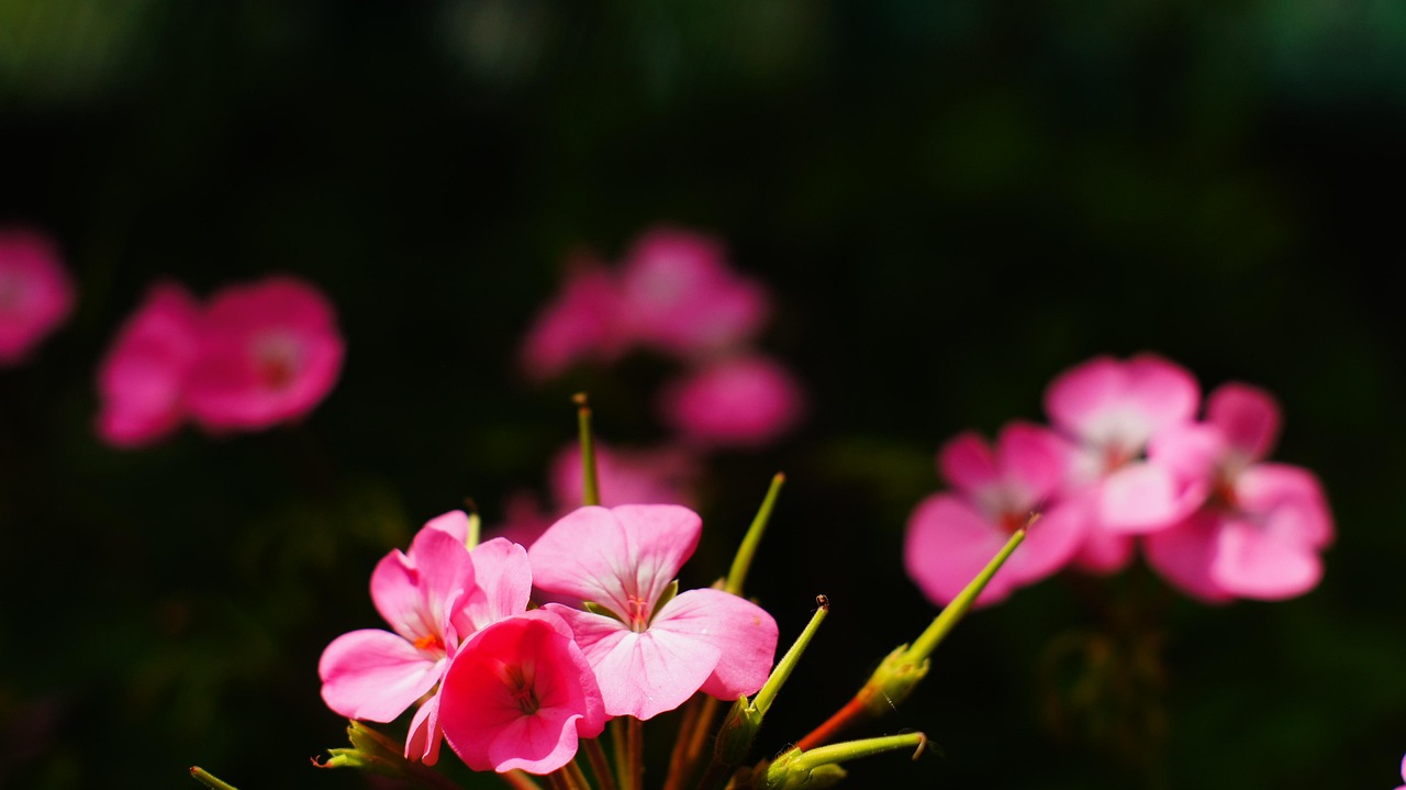 Pink Flowers Plants - Free photo on Pixabay - Pixabay