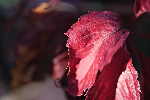 American Vine Red Leaves Foliage - Free photo on Pixabay - Pixabay