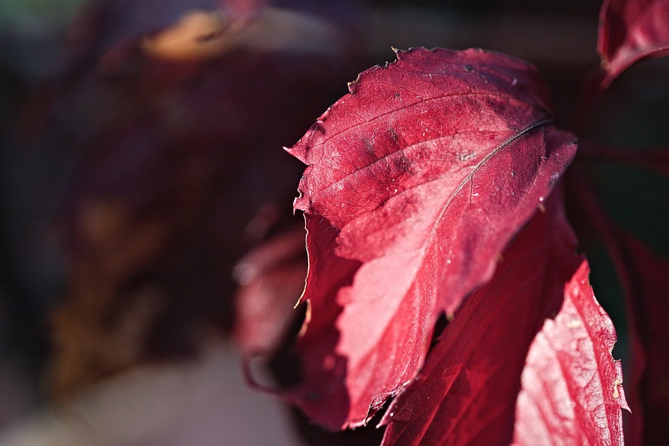 American Vine Red Leaves Foliage - Free photo on Pixabay - Pixabay
