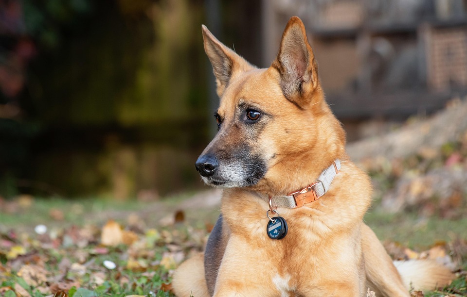 Cachorro Animal Ao Ar Livre Foto Gratuita No Pixabay Pixabay Cachorro Animal Ao Ar Livre Foto Gratuita No Pixabay Pixabay