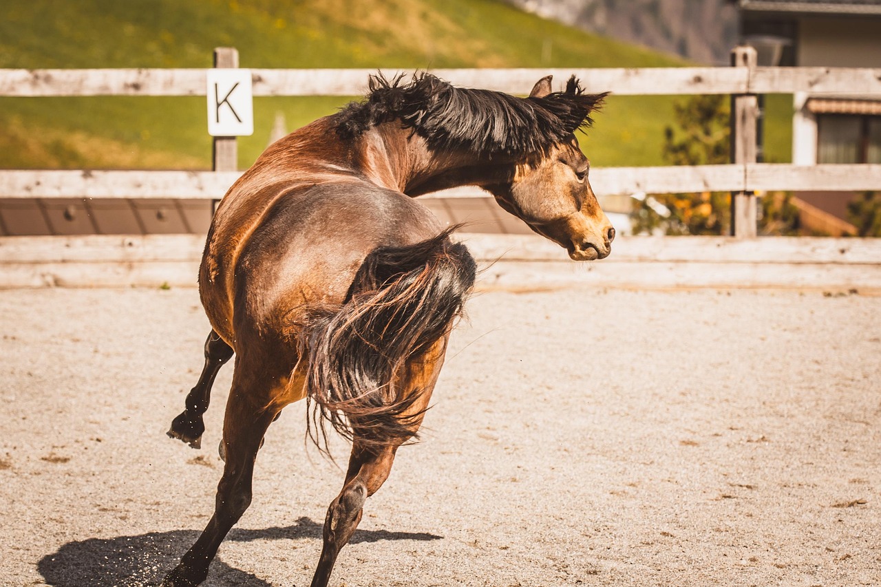 Paard Pony Paddock - Gratis foto op Pixabay - Pixabay