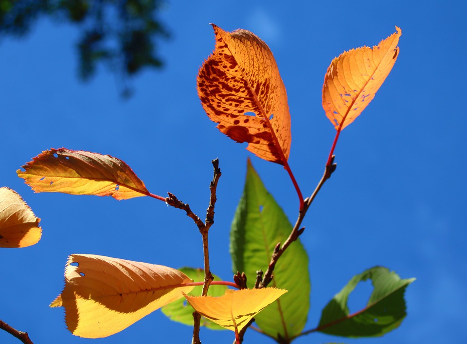 Autumn Leaves Colors - Free photo on Pixabay - Pixabay