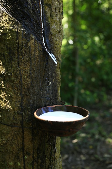 Rubber Trees Garden - Free photo on Pixabay - Pixabay