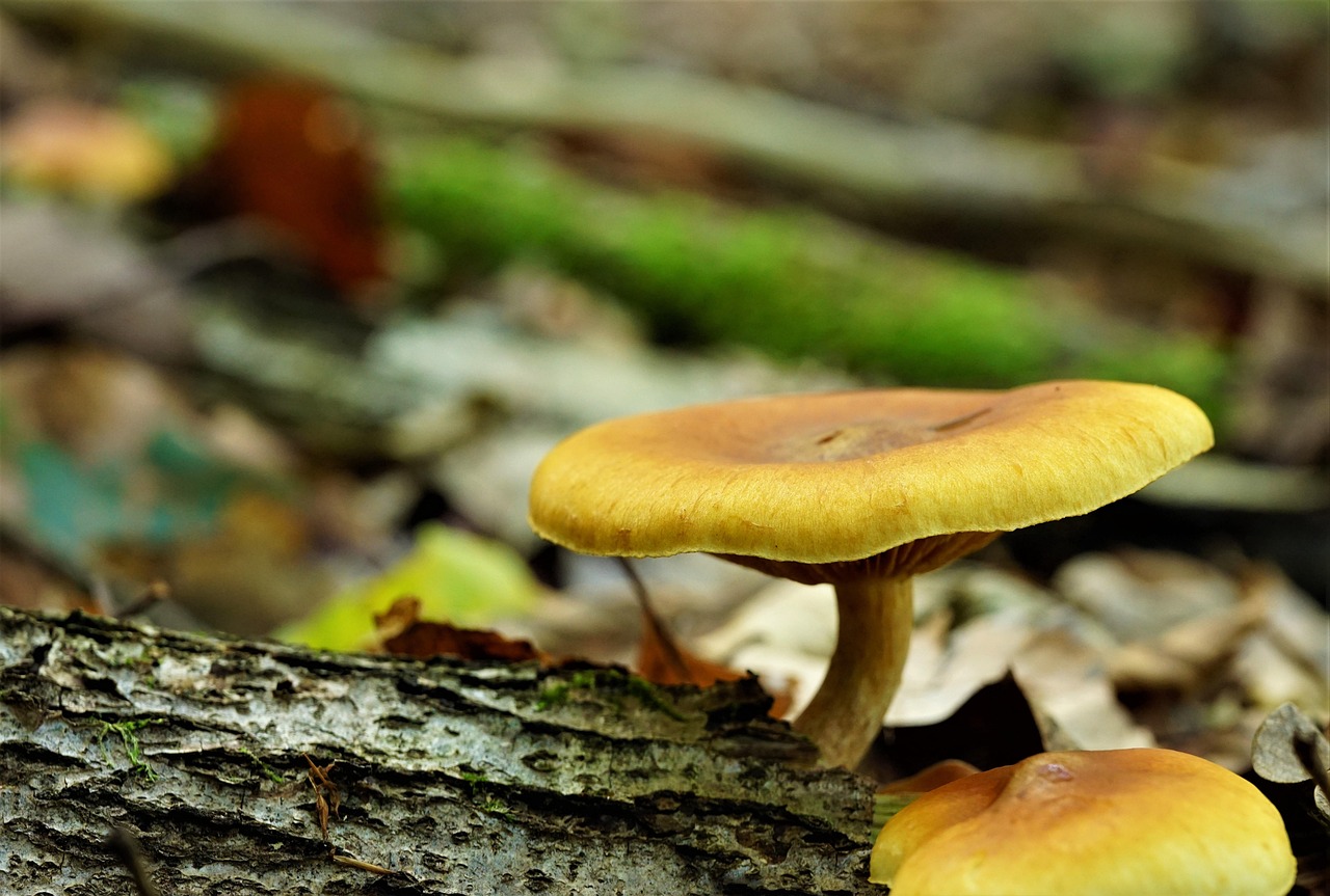 Mushroom Fungus Nature - Free photo on Pixabay - Pixabay