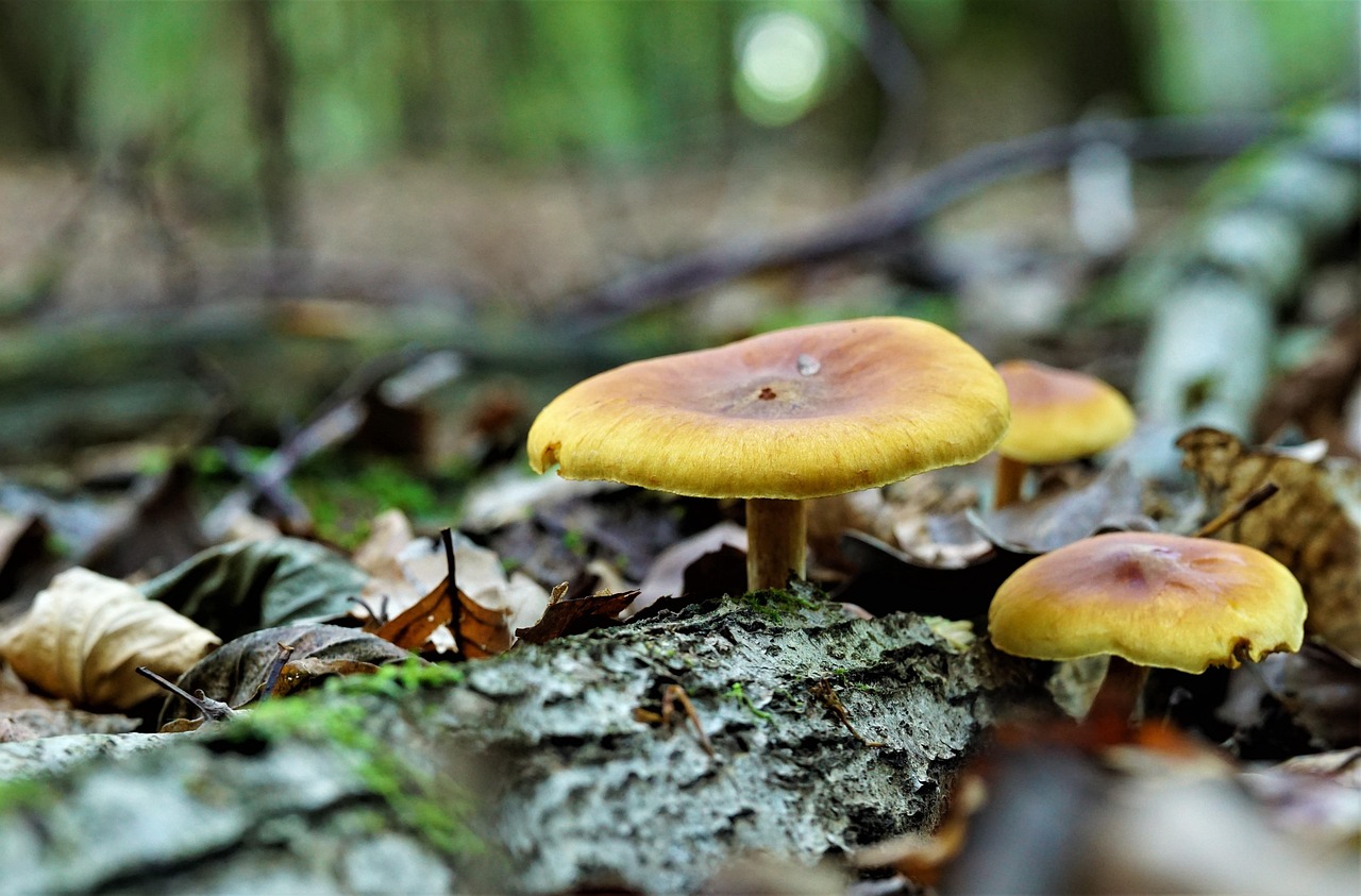 Paddestoelen Schimmel Natuur - Gratis foto op Pixabay