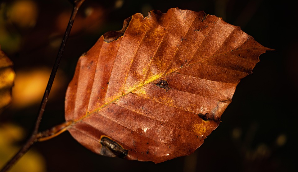 Fall Beech Leaf - Free photo on Pixabay