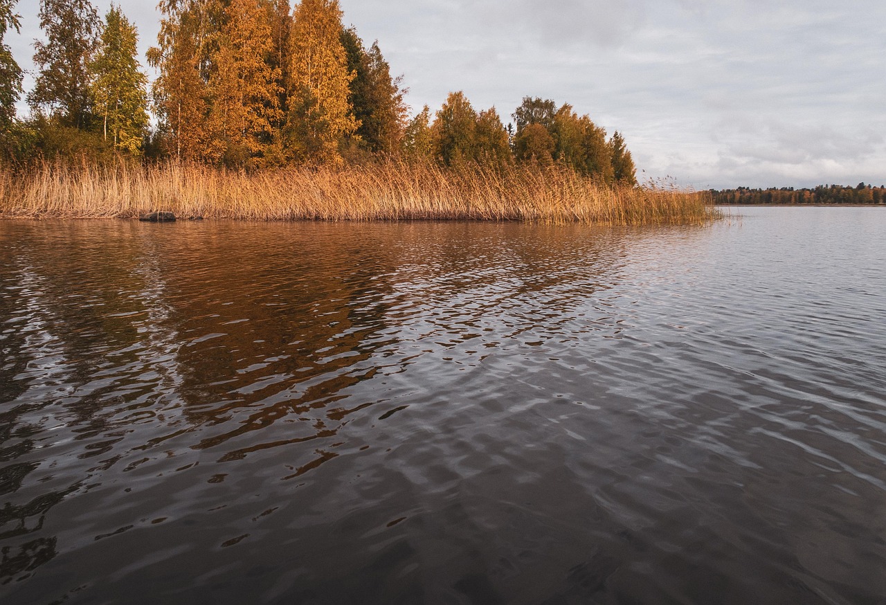 Bouleaux Lac Automne Forêt De - Photo gratuite sur Pixabay - Pixabay