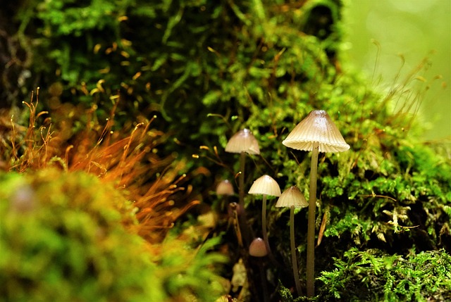 Mushrooms Fungi Nature - Free photo on Pixabay