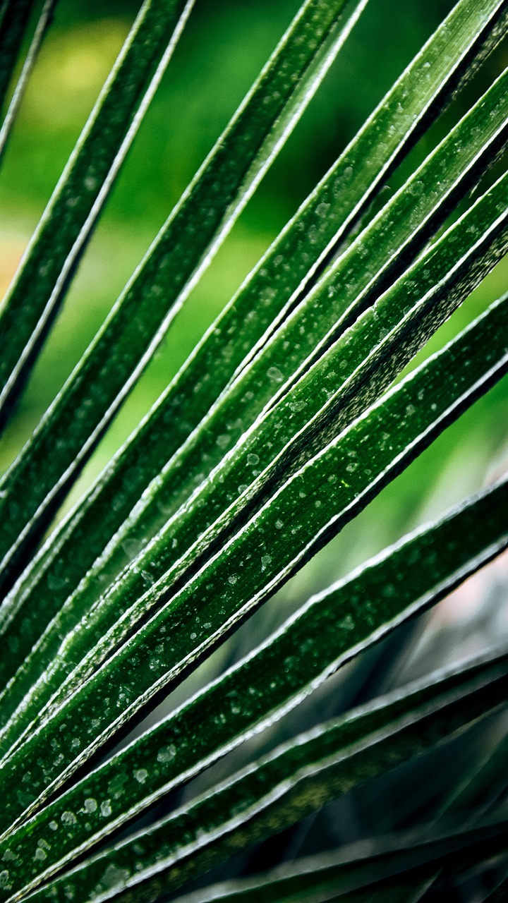 Folhas Planta Natureza Papel De - Foto gratuita no Pixabay - Pixabay