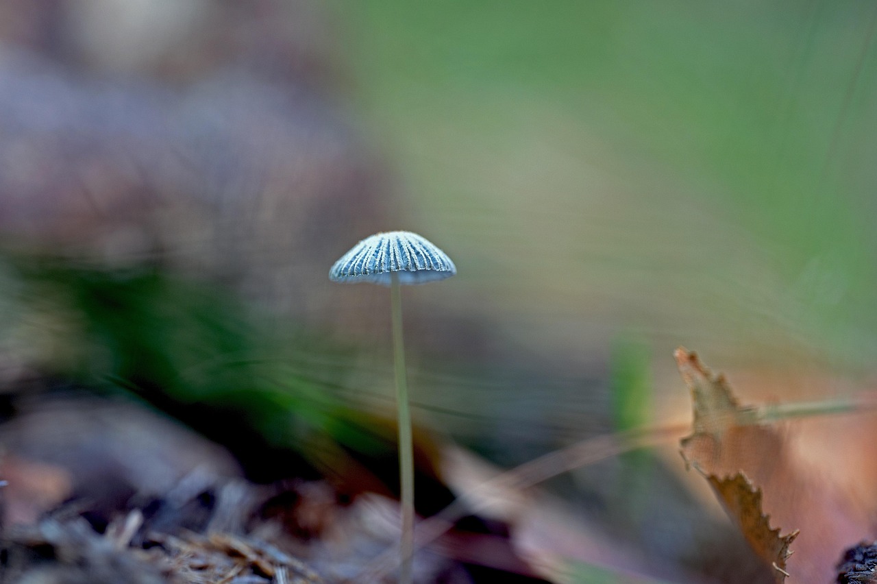 Fungal Science Mushroom Nature - Free photo on Pixabay