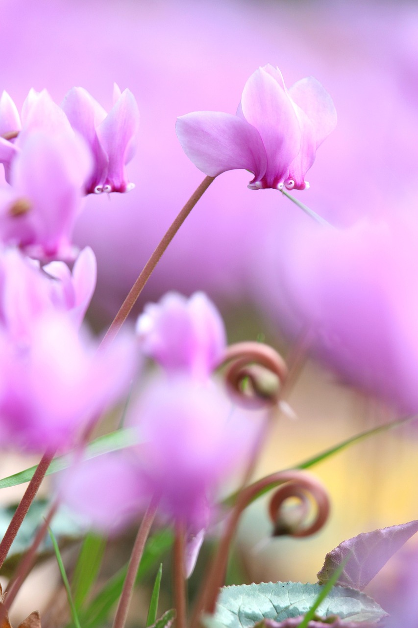 Cyclamen Petals Ornamental Plant - Free photo on Pixabay