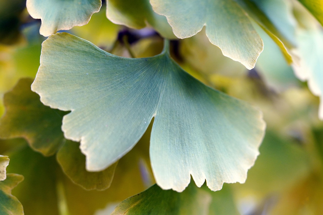 Folhas De Ginko Folhagem Cair - Foto gratuita no Pixabay - Pixabay