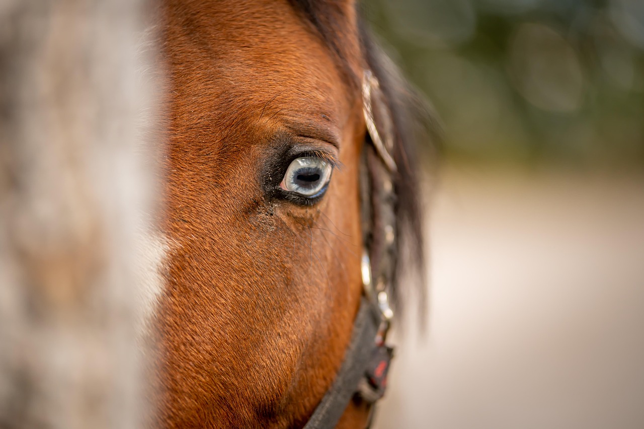 Oeil De Cheval Bleu OEILLERES | DYON | OEILLERE Équitation | JCD