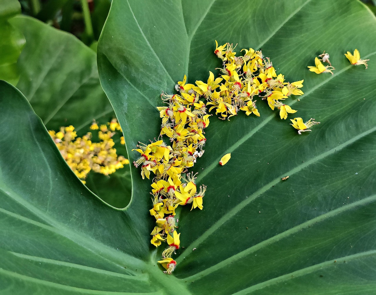 Árvore De Taiwan Luan Flor - Foto gratuita no Pixabay - Pixabay