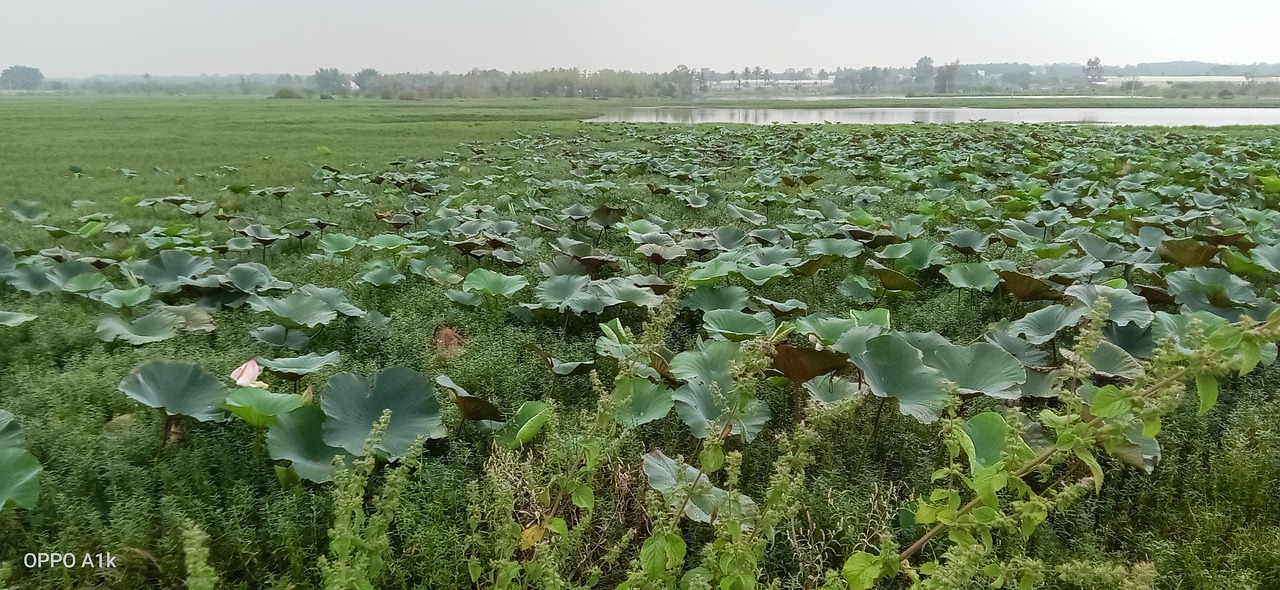 Lotus Lac - Photo gratuite sur Pixabay - Pixabay