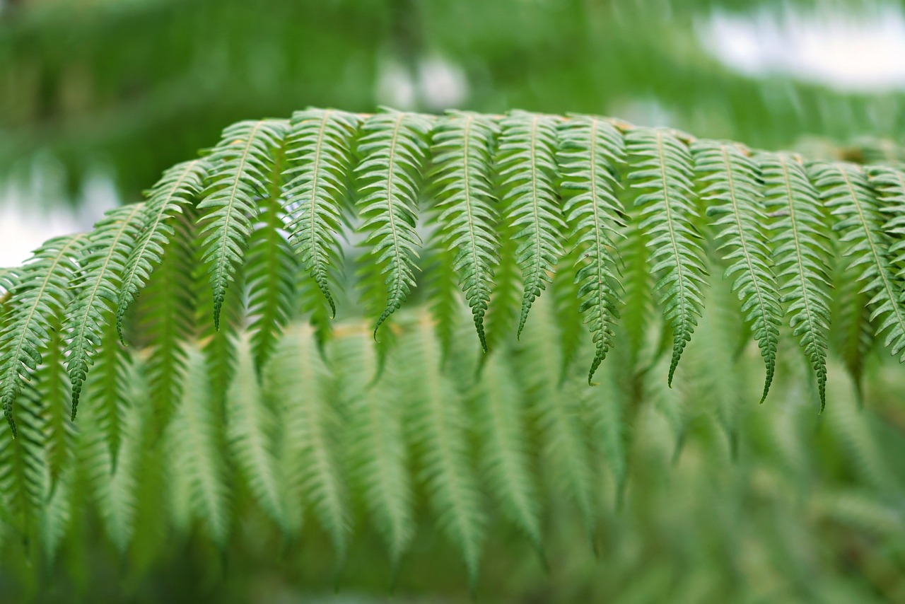 Samambaia Folhas Flora - Foto gratuita no Pixabay - Pixabay