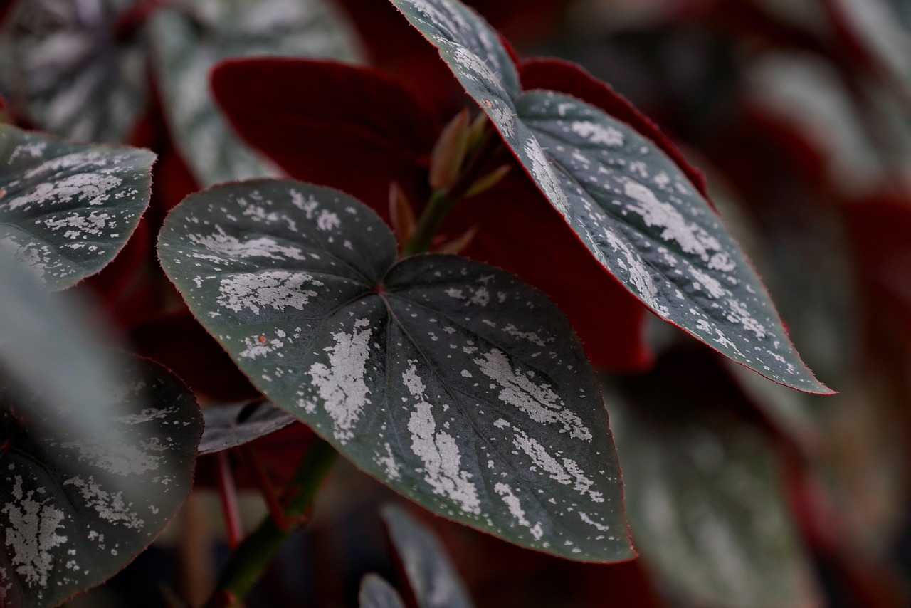 400+ Free Daun Begonia & Begonia Images - Pixabay