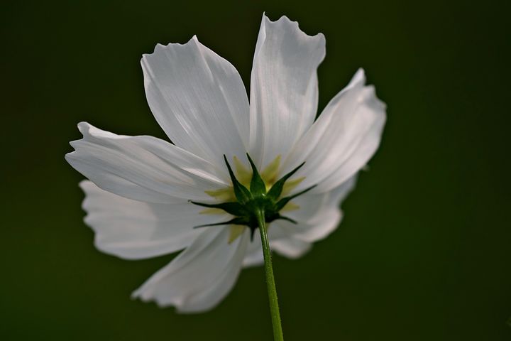 300+ Free White Universe & Cosmos Images - Pixabay