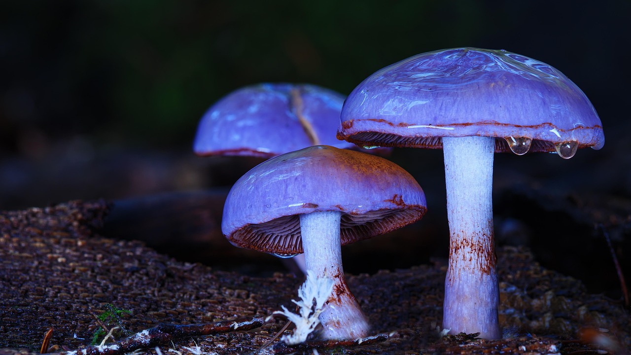 Mushrooms Wild Guttation - Free photo on Pixabay