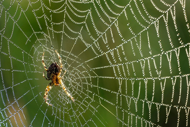 Page 7 - 200,000+ Free พืชแมงมุมลิลลี่ & Spider Images - Pixabay