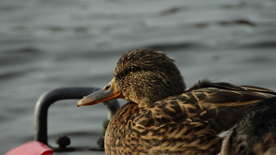 Duck Bird Waterbird - Free photo on Pixabay