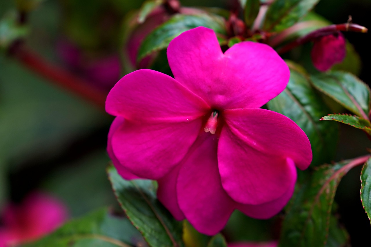 30+ Free Impatient & Impatience Images - Pixabay